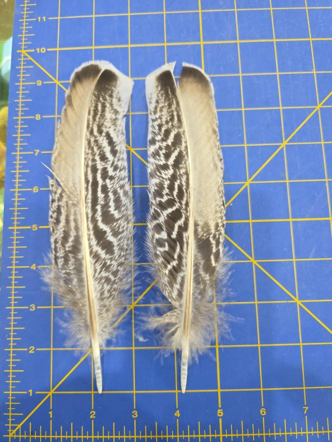 Y287 Pair Silver Penciled Turkey Wing Feather - Etsy