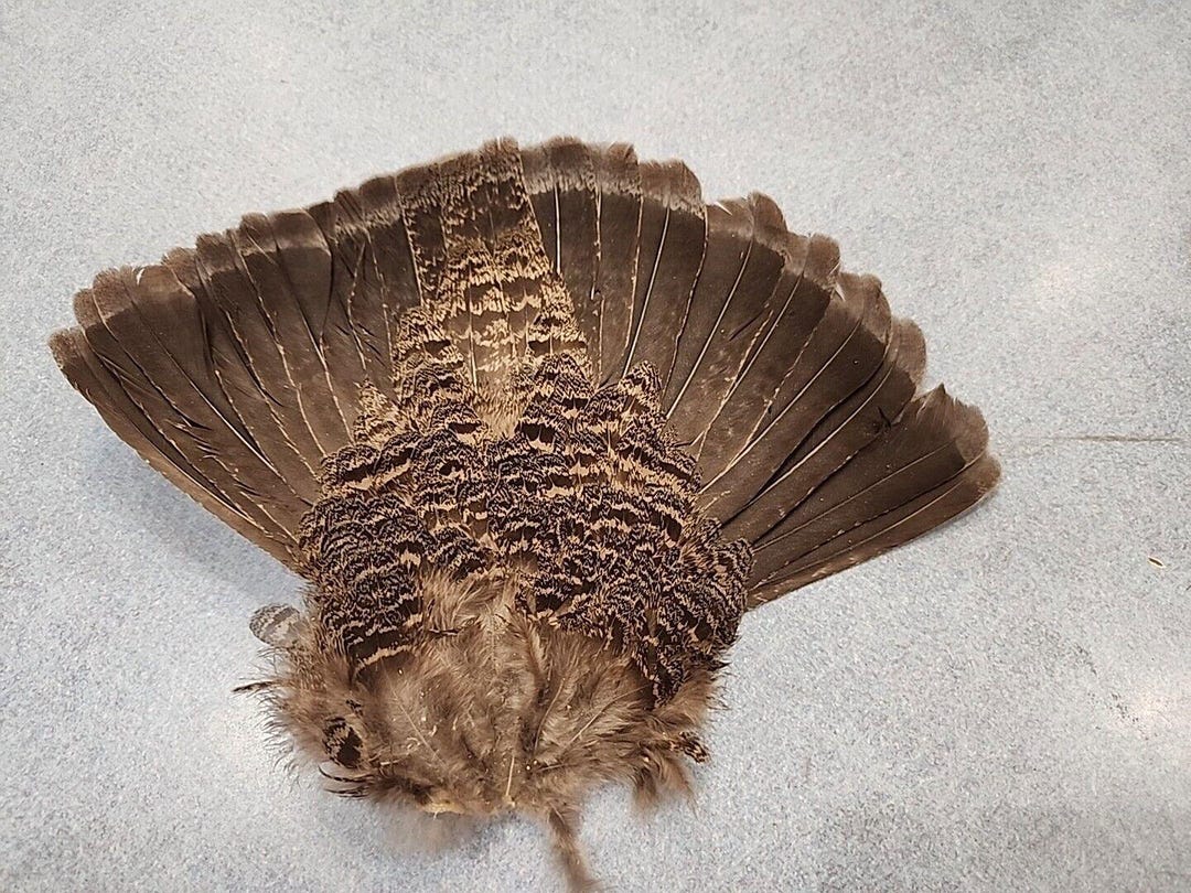 PL6 Grouse Feathers Full Tail Fan Skin - Etsy