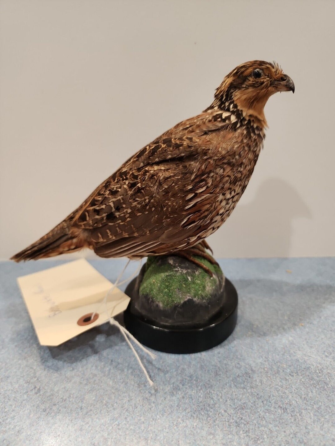 IT20 Bobwhite Quail Bird Mount Taxidermy - Etsy