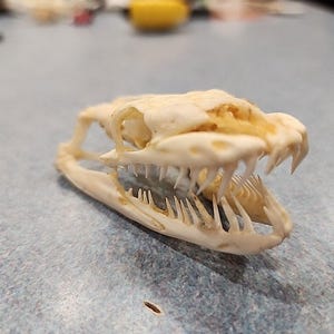 B28 Python Snake Skull Taxidermy - Etsy