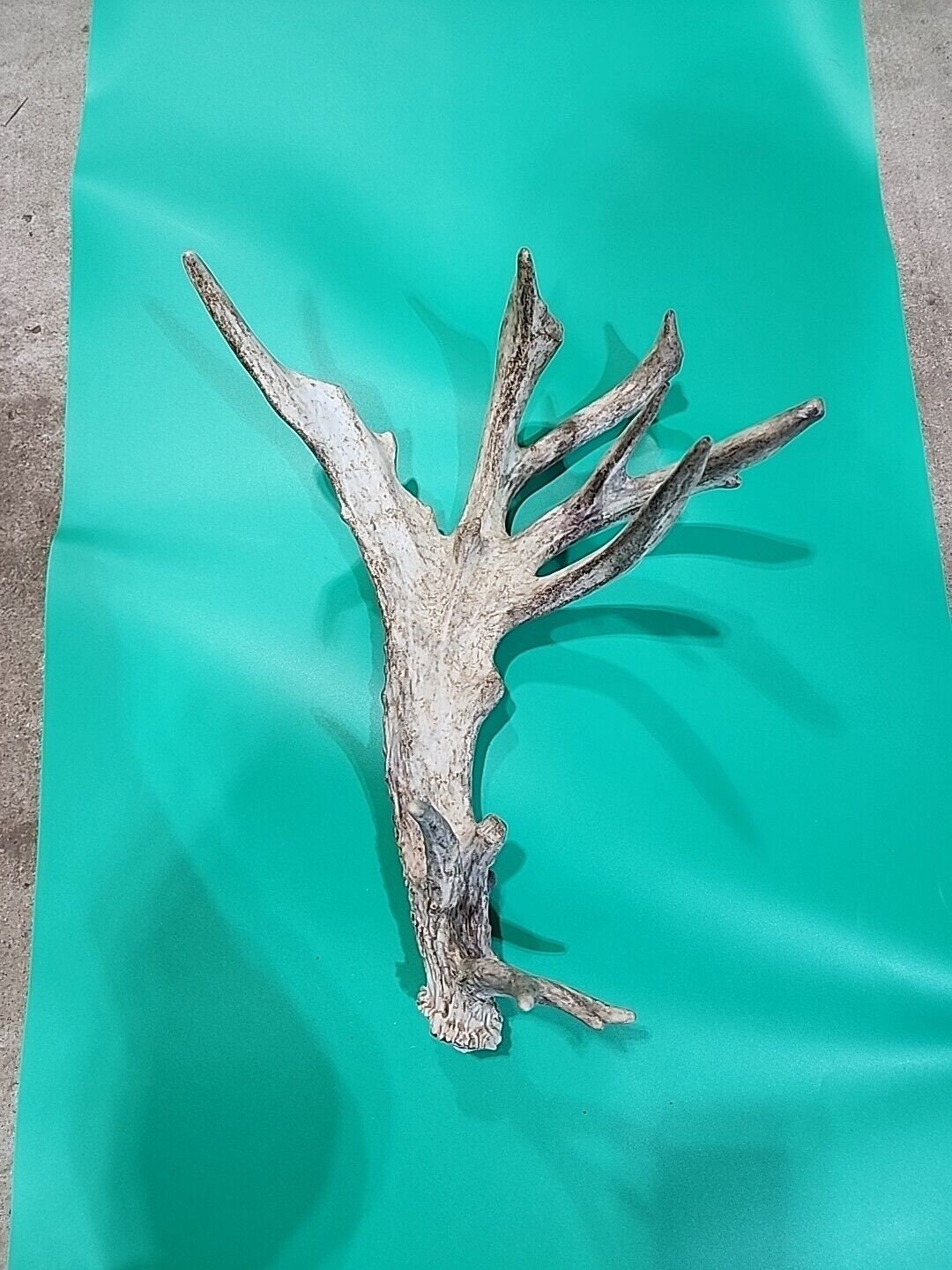 H1 Atypical Whitetail Deer Shed Antler - Etsy