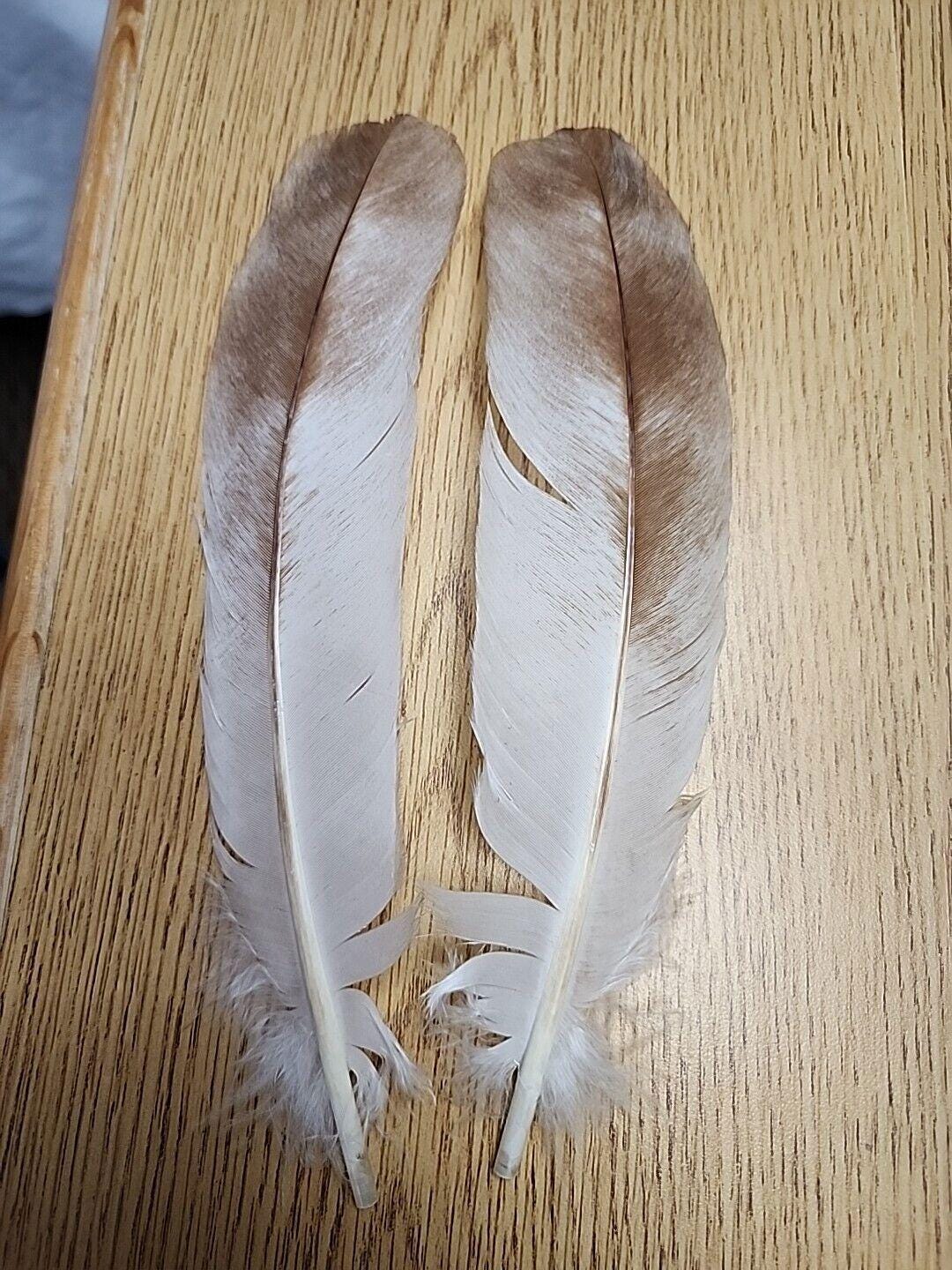 BV42 Pair Cinnamon Turkey Wing Feather - Etsy