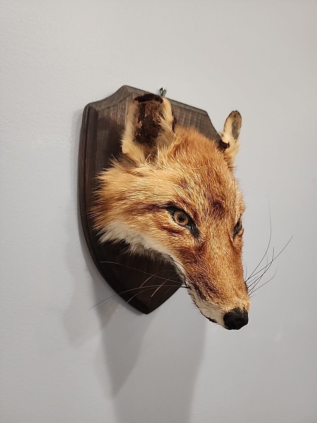 J103 Red Fox Head Mount Taxidermy - Etsy