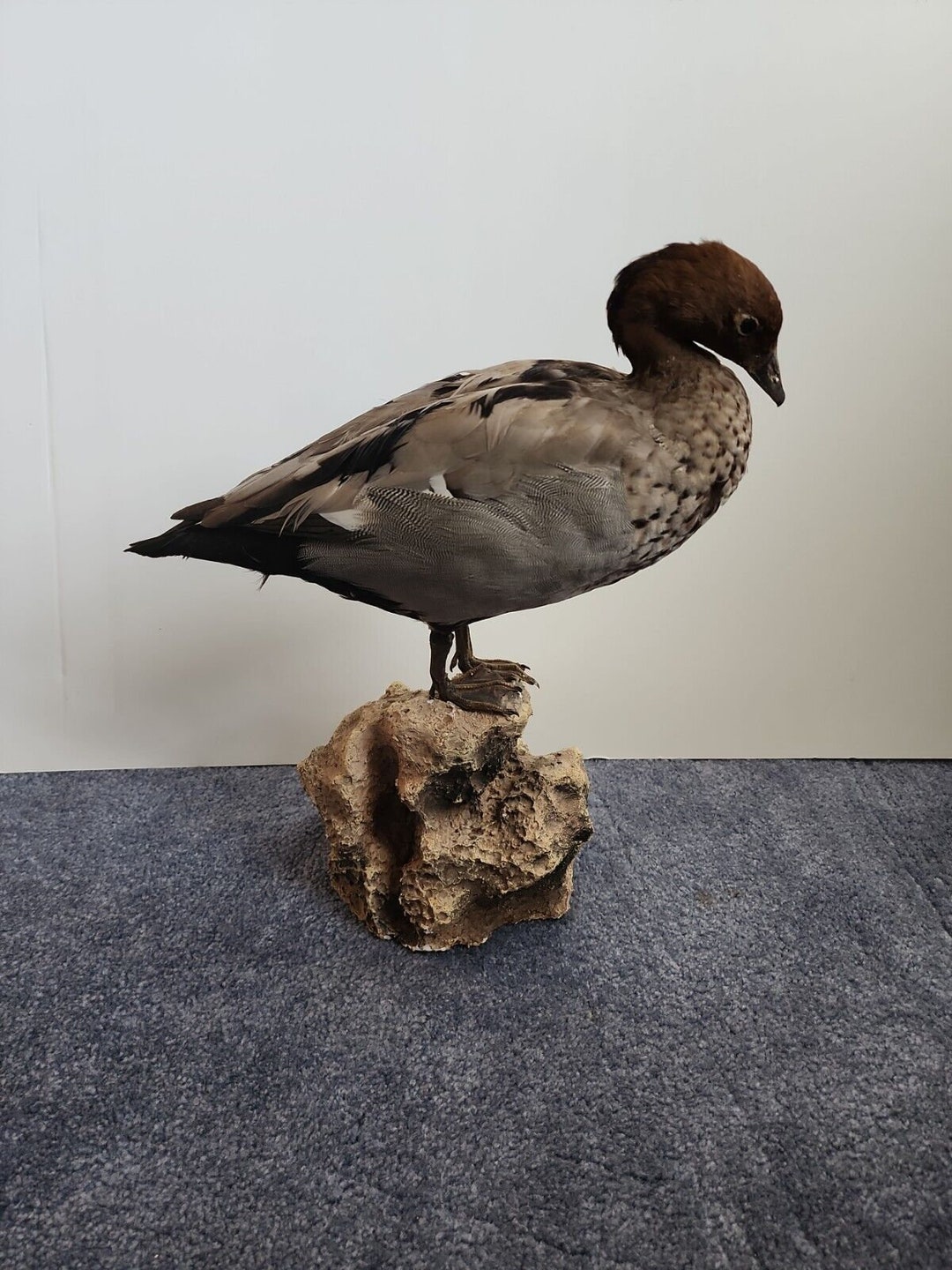 KR30 Maned Duck Goose chenonetta Jubata Bird Mount Taxidermy - Etsy