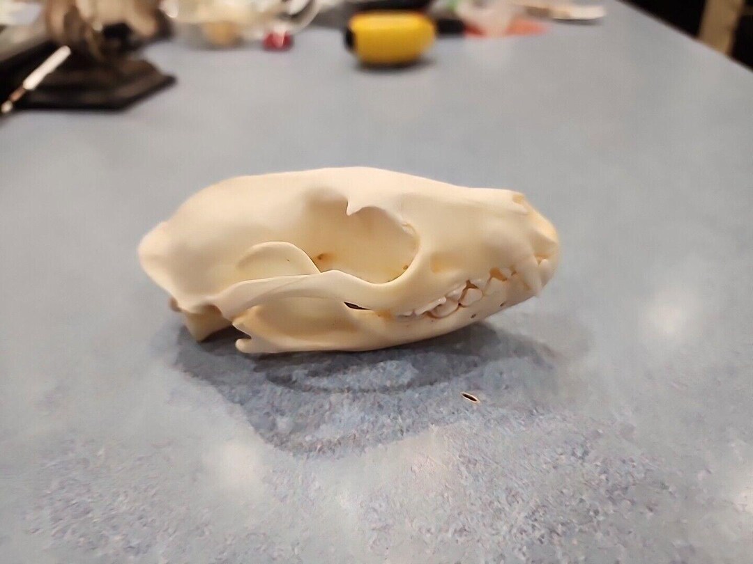 B27 Javan Mongoose urva Javanica Skull Taxidermy - Etsy