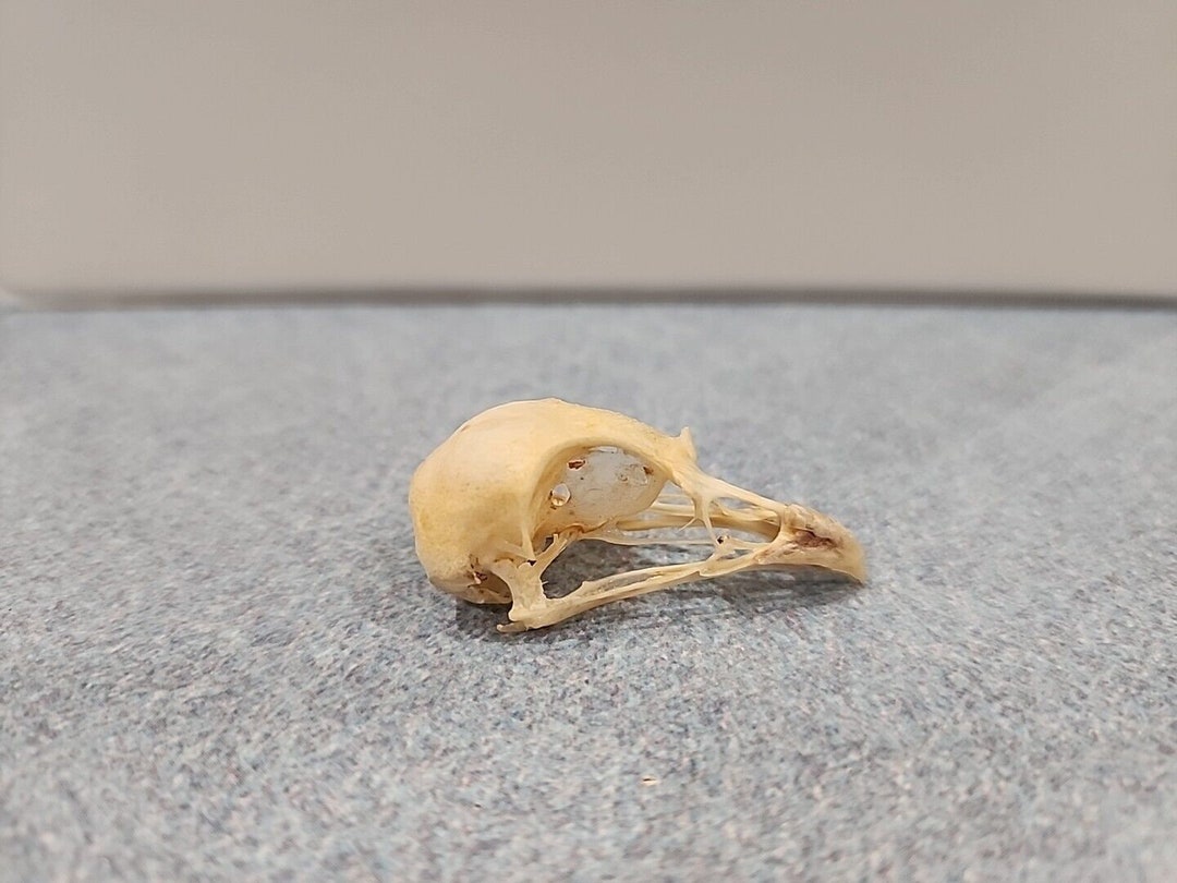 BNK22 Golden Pheasant Bird Skull Taxidermy - Etsy