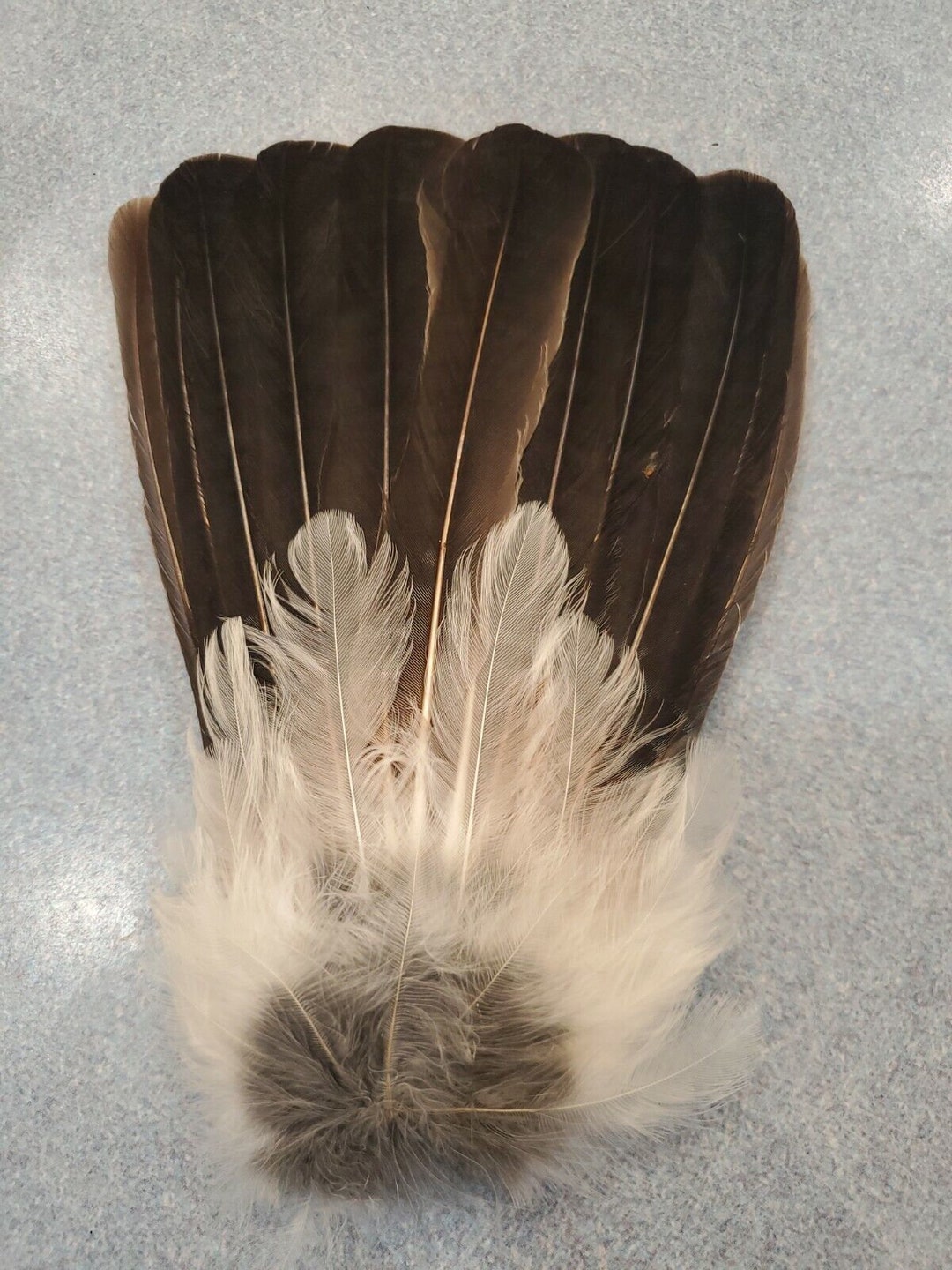 Eurasian Blue Jay Bird Full Tail Feathers JB20 - Etsy