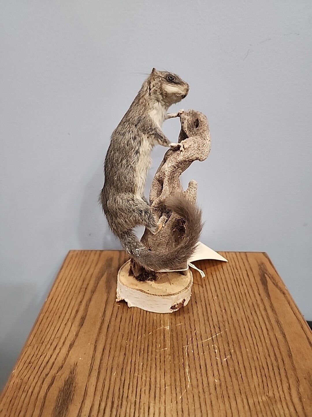 J246 European Edible Dormouse Rodent Mount Taxidermy - Etsy