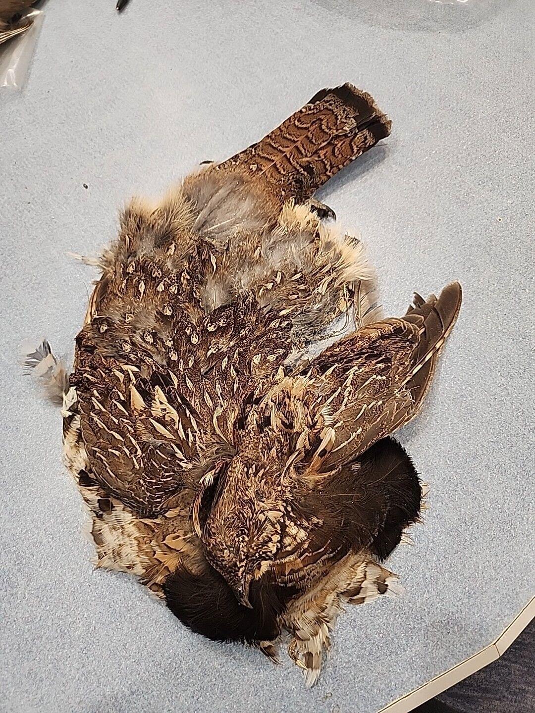 BX21 Grouse Feathers Wing Tail Skin - Etsy