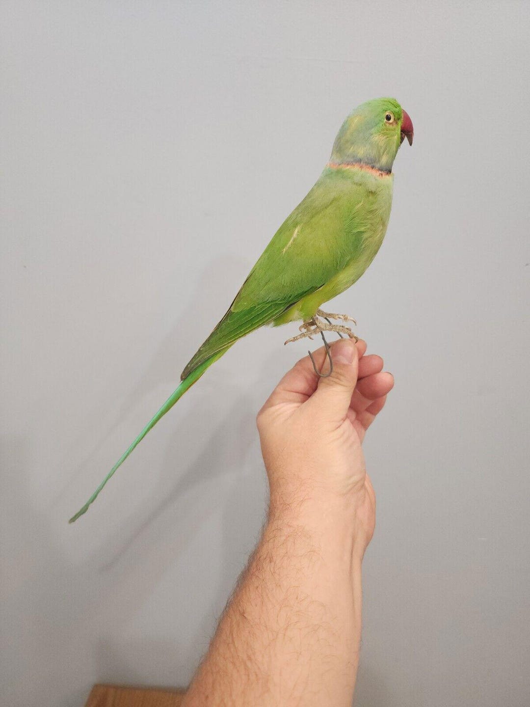 N99 Pen Raised Indian Ringneck Parrot Parakeet Mount Taxidermy - Etsy