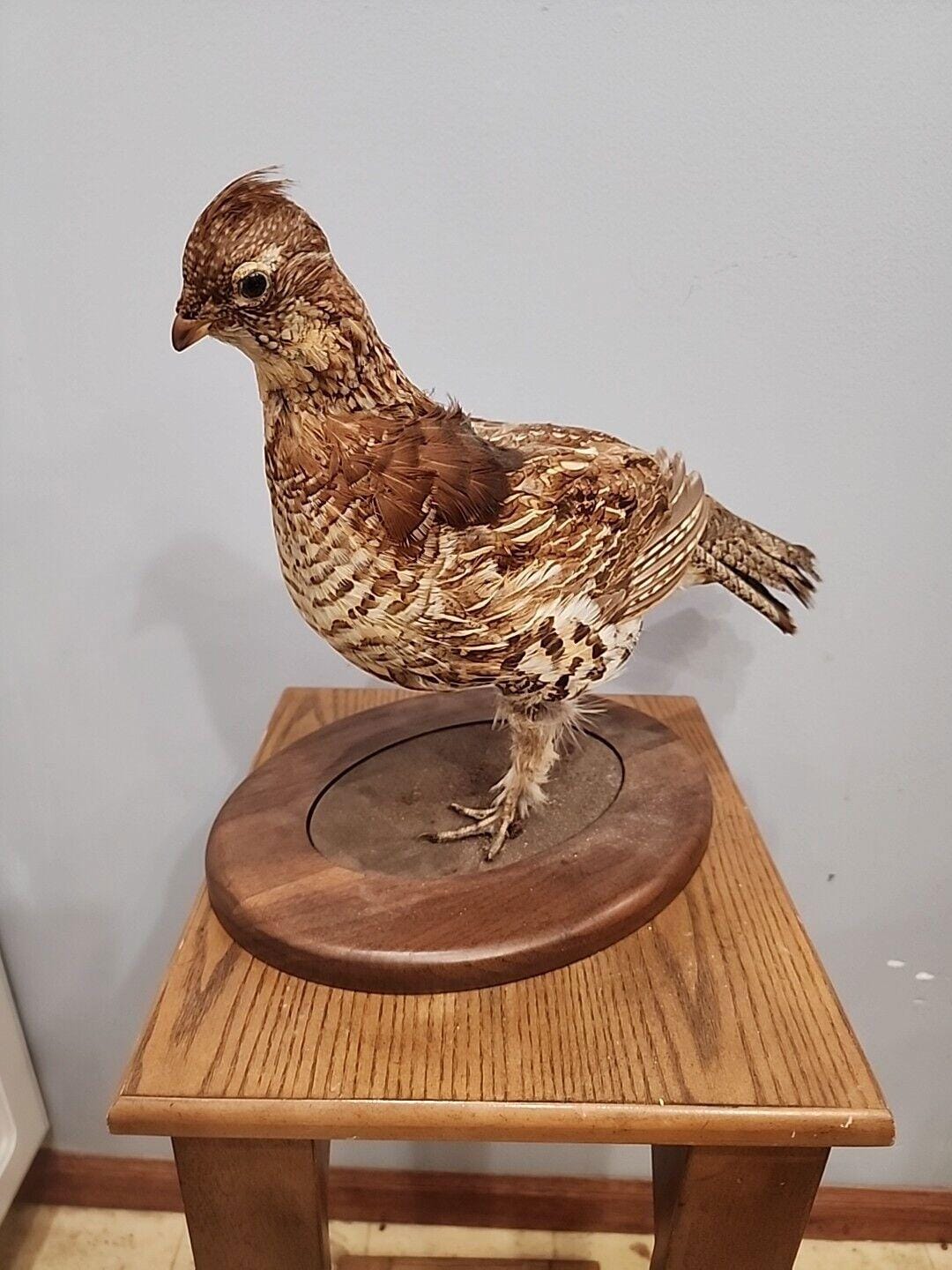 JV59 Ruffed Grouse Mount Taxidermy - Etsy
