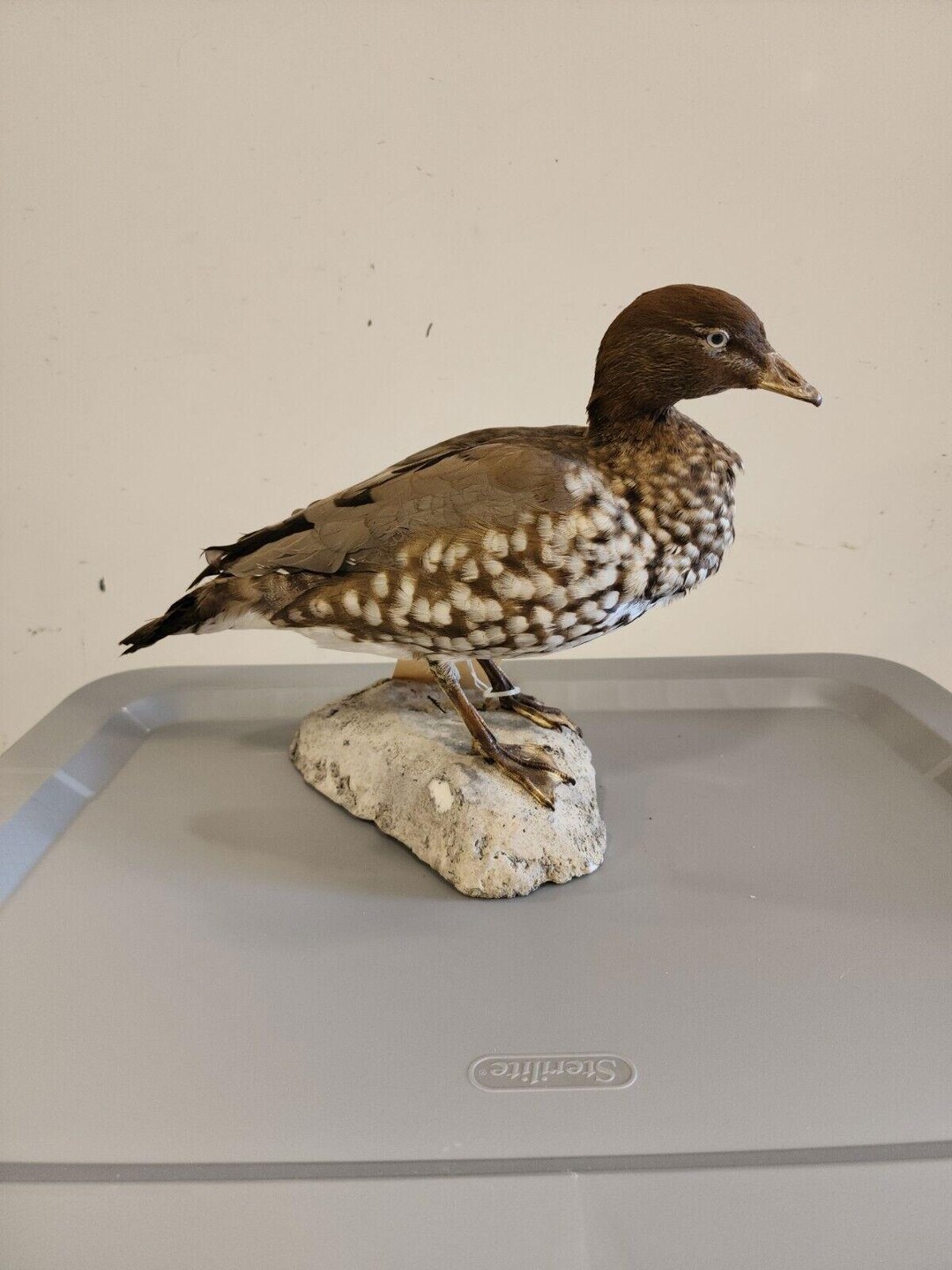 A38 Maned Duck Goose Hen chenonetta Jubata Bird Mount Taxidermy - Etsy