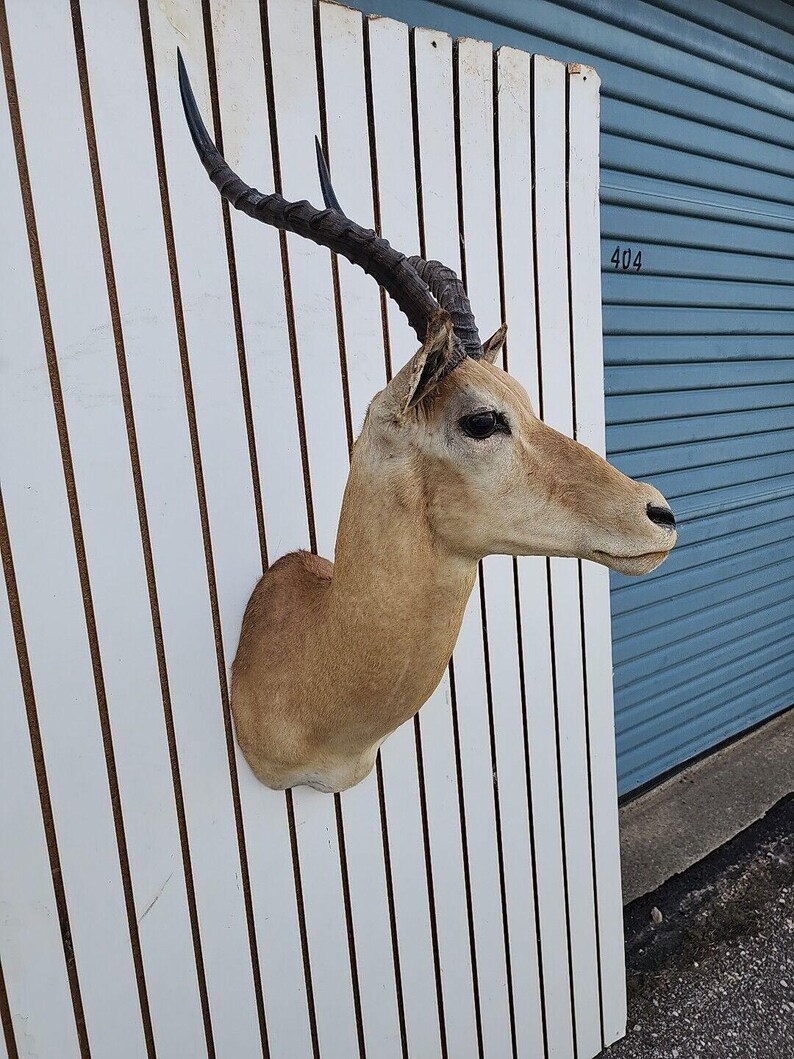 JV35 African Impala Head Shoulder Mount Taxidermy - Etsy