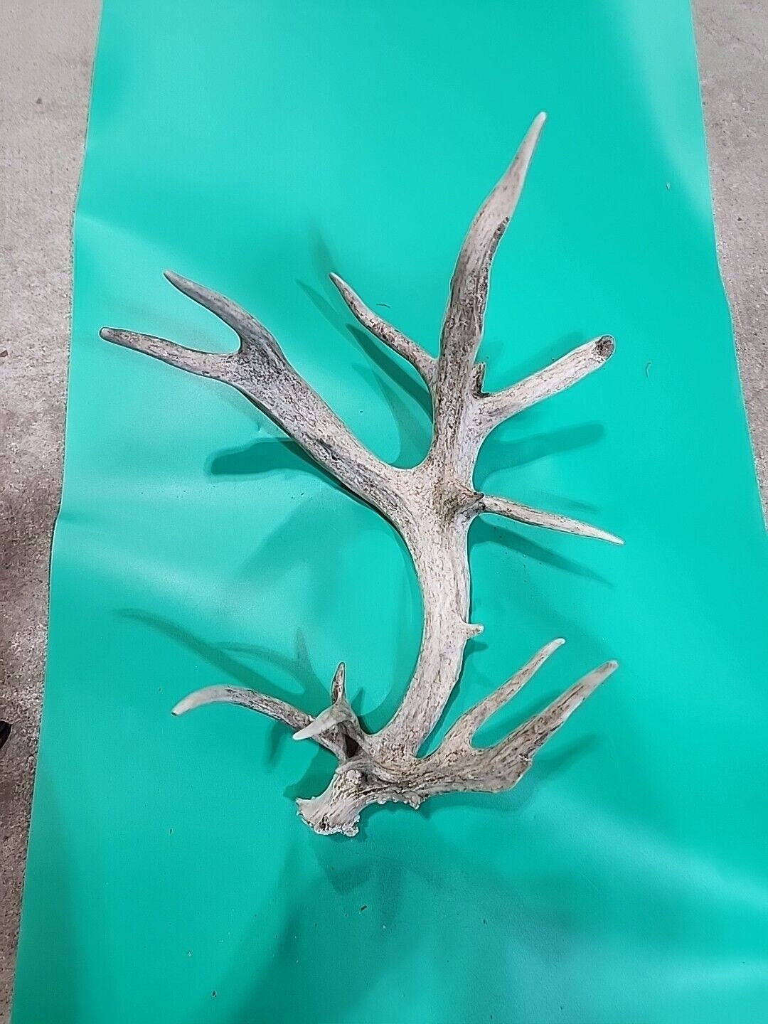 H10 Atypical Whitetail Deer Shed Antler - Etsy