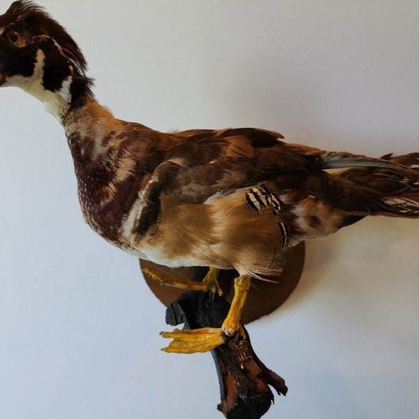 Bad Taxidermy - Etsy