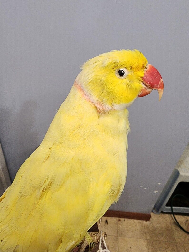 N99 Pen Raised Indian Ringneck Parrot Parakeet Mount Taxidermy - Etsy