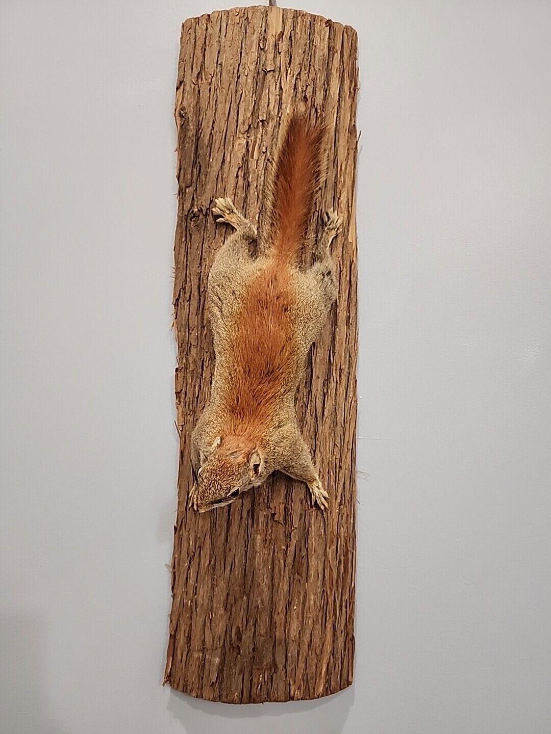 BJV55 Pine Squirrel Mount Taxidermy - Etsy
