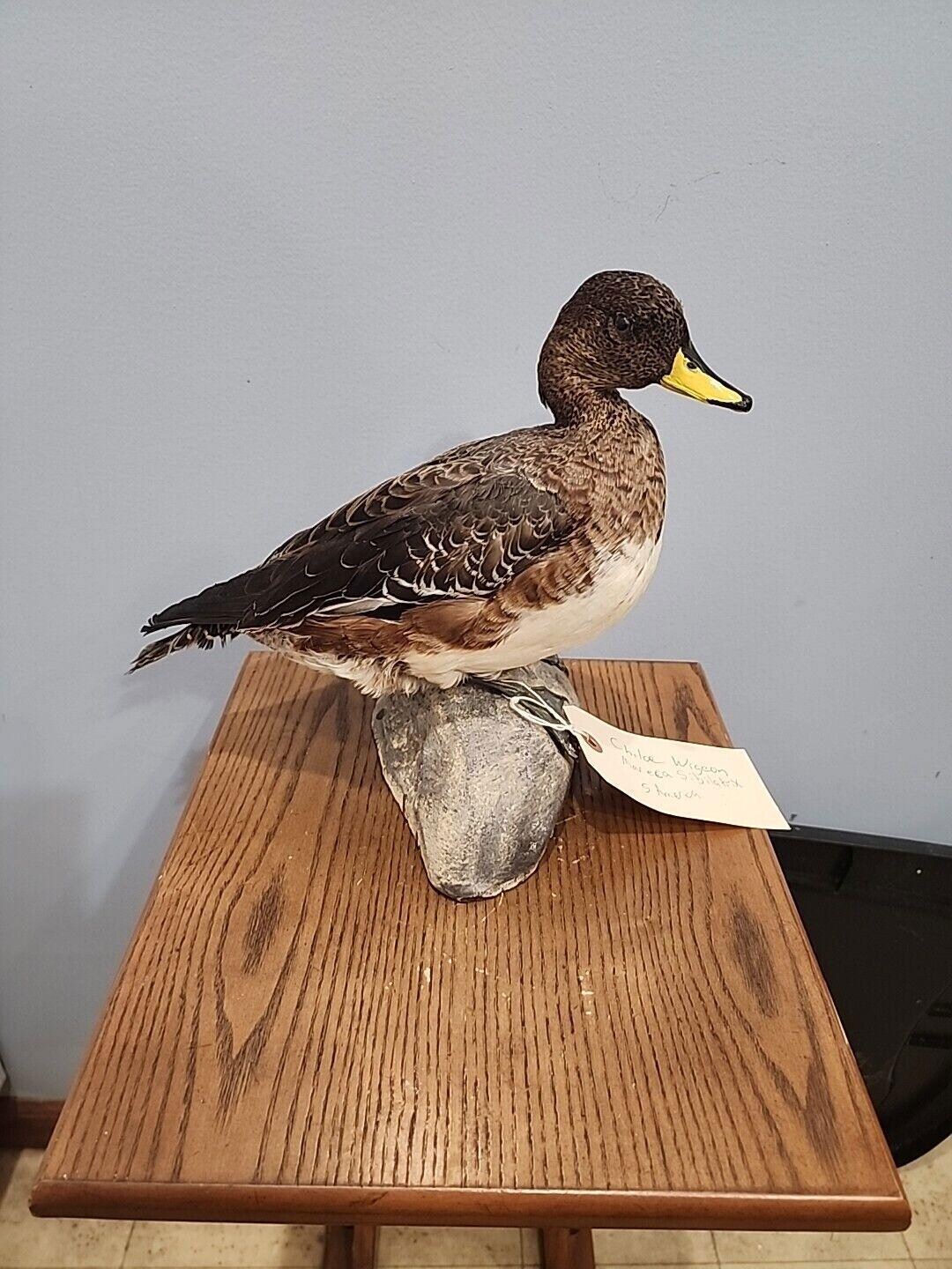 IT57 Domestic Pen Raised Chiloe Wigeon mareca Sibilatrix Bird Mount ...