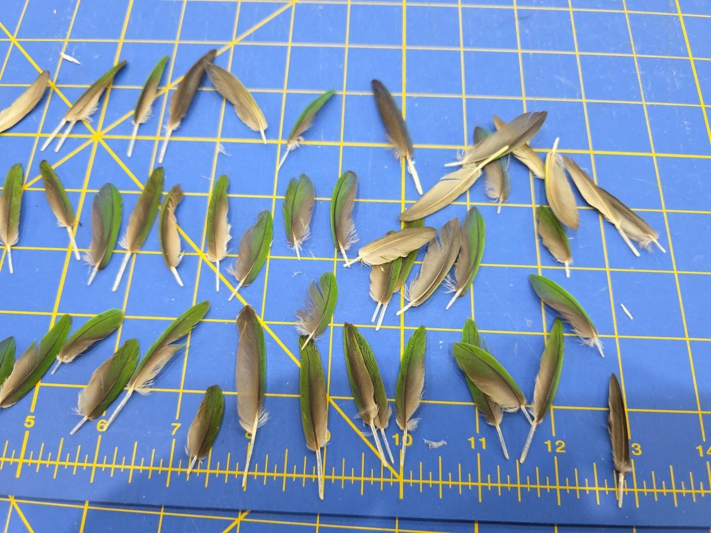 Y103 Lot of 50 Captive Raised Green Conure Parrot Wing Feather - Etsy