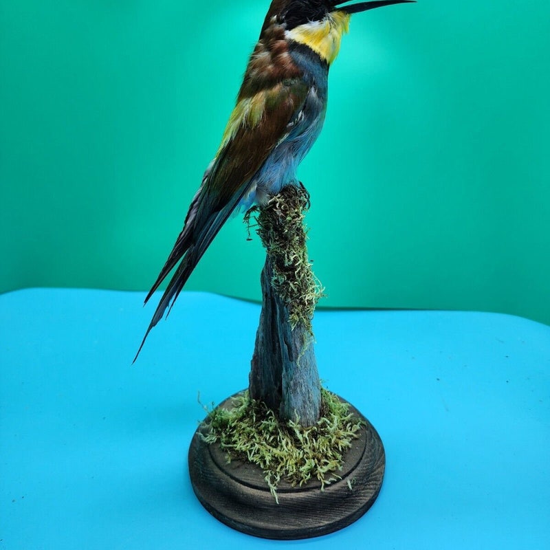 Bee Eater - Etsy