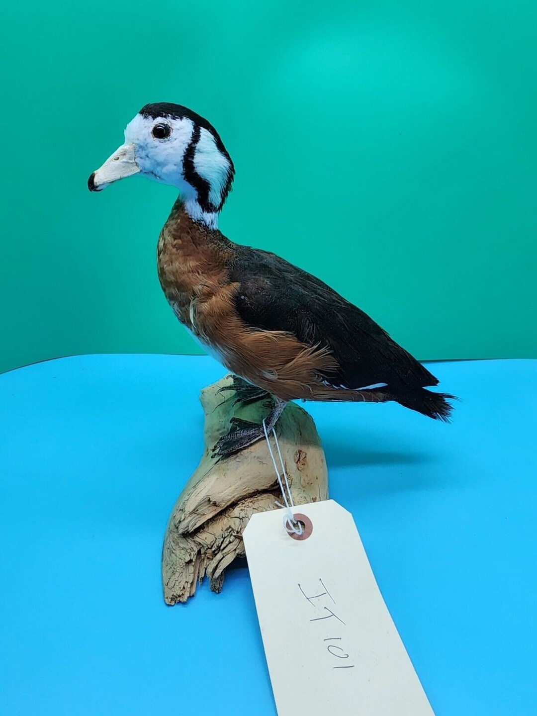 IT101 African Pygmy Goose nettapus Auritus Bird Table - Etsy