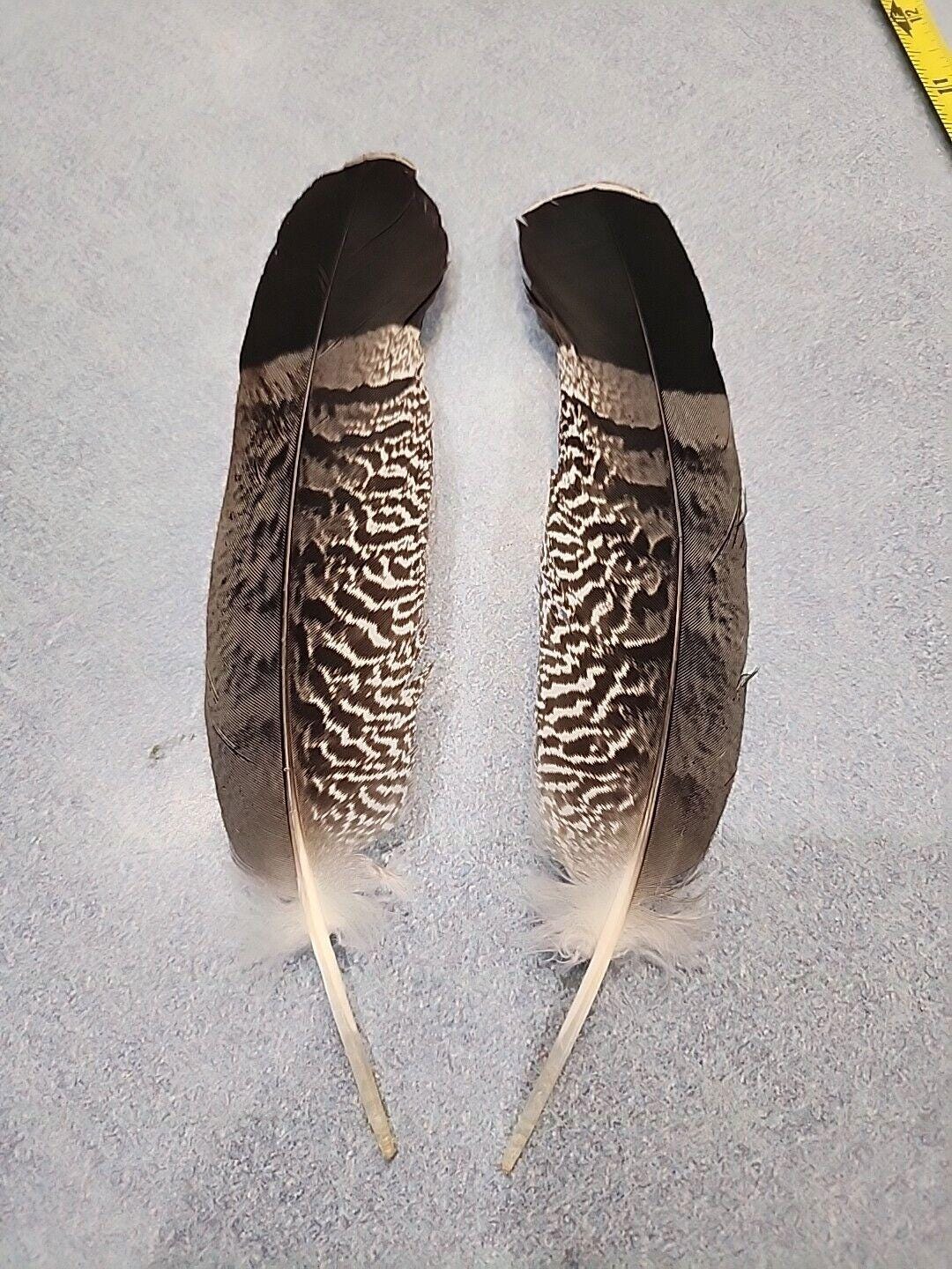 AS64 Pr Pen Raised African Harrier Hawk polyboroides Typus Wing Feather ...