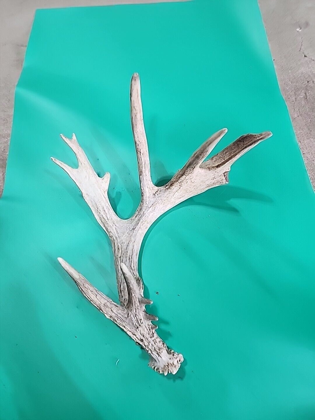 H20 Atypical Whitetail Deer Shed Antler - Etsy