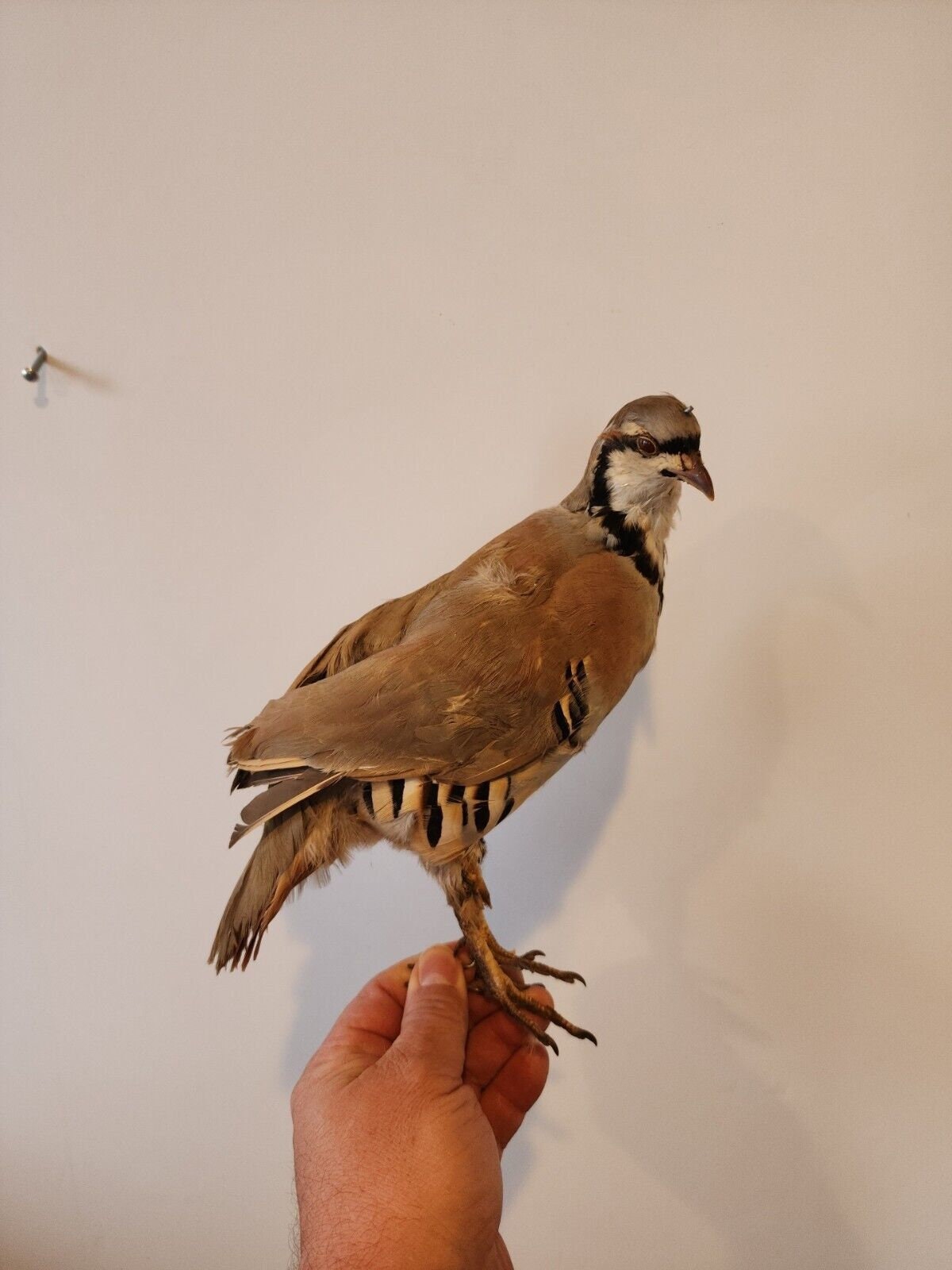 Chukar Mounts