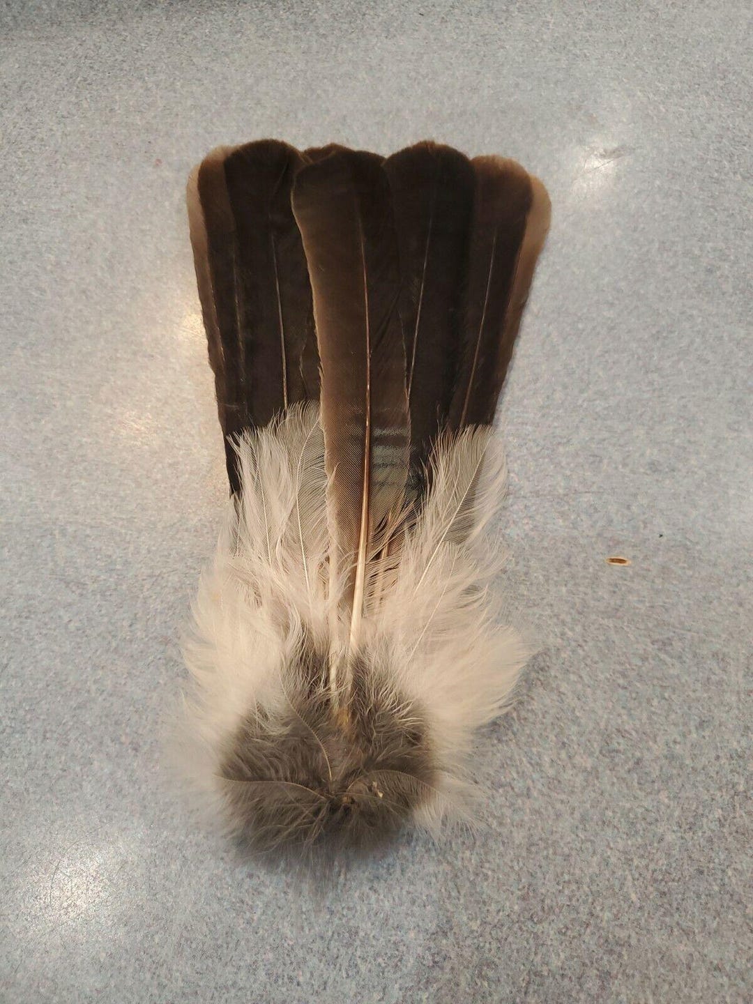 X Eurasian Jay Bird Full Tail Feathers JB14 - Etsy