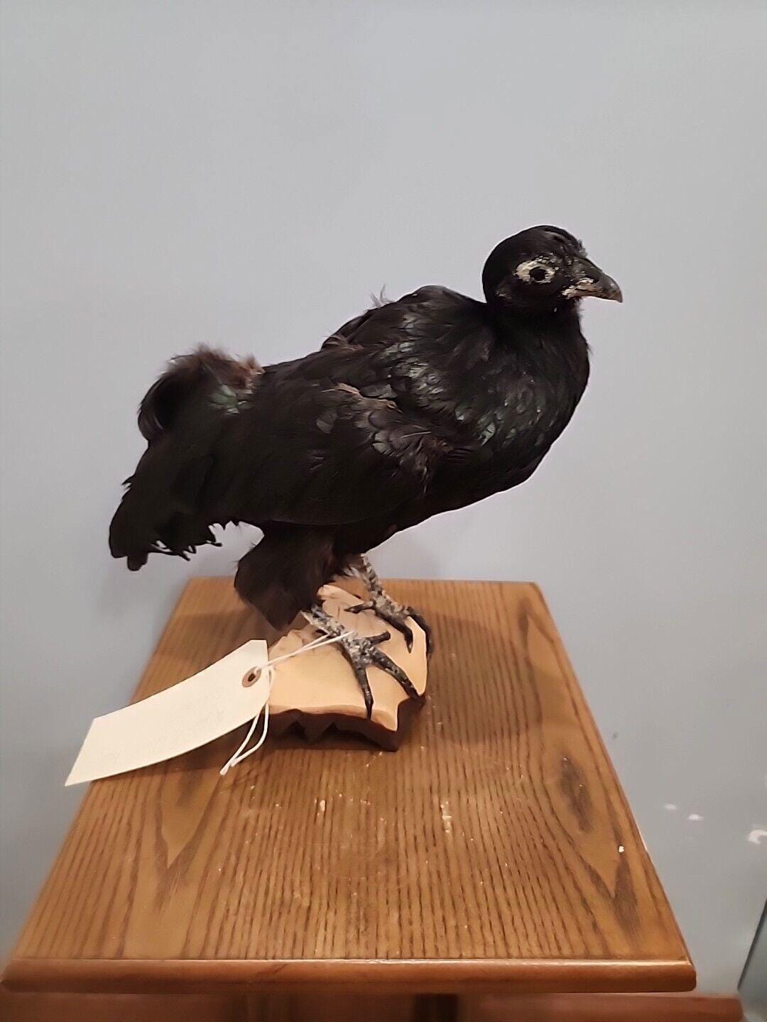 EB133 Black Hen Chicken Mount Taxidermy - Etsy