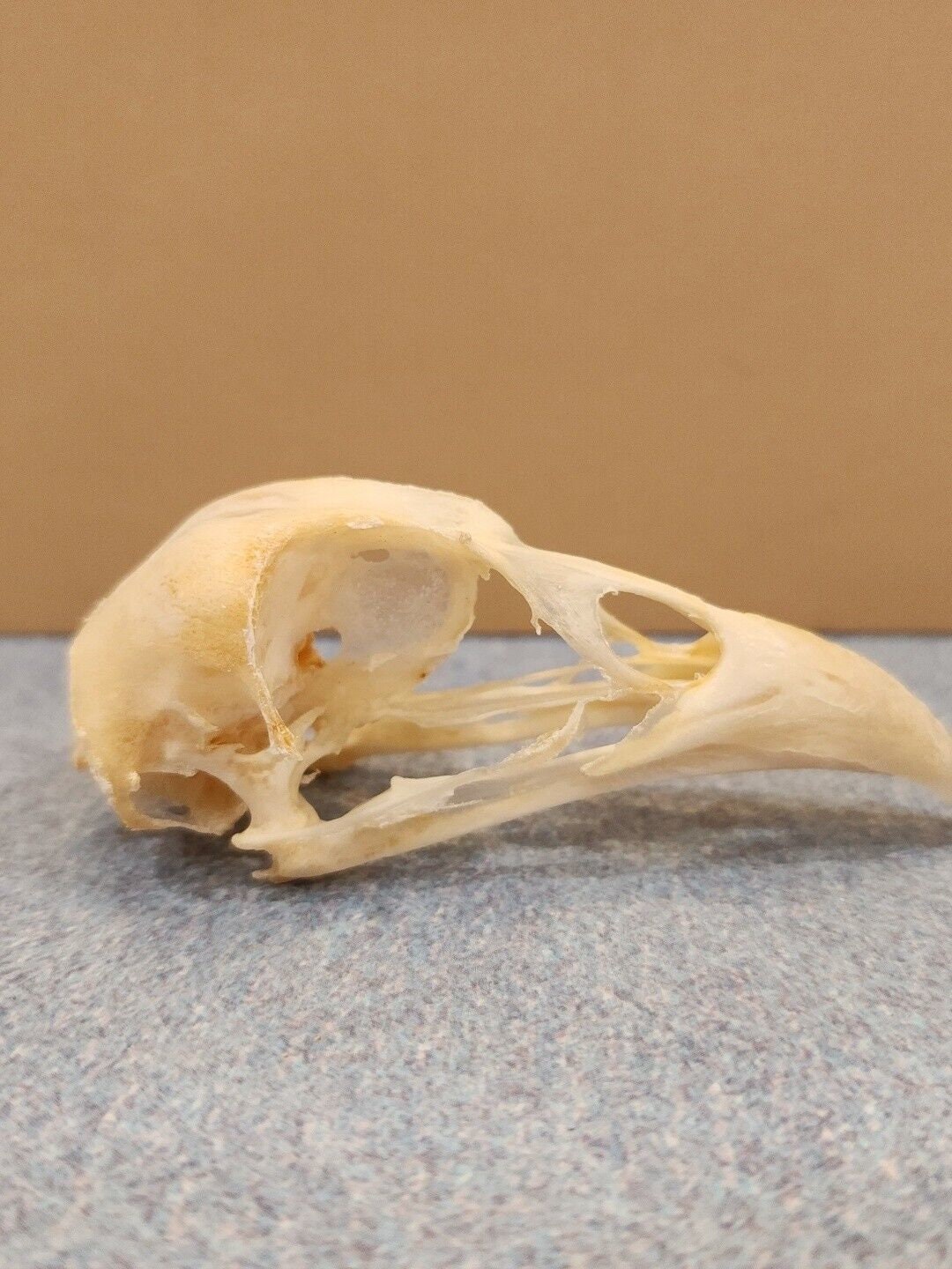 SK19 Real Impeyan Pheasant Bird Skull Taxidermy - Etsy