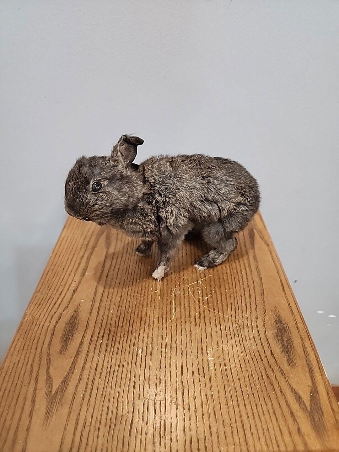 BF65 Bunny Rabbit Mount Taxidermy - Etsy