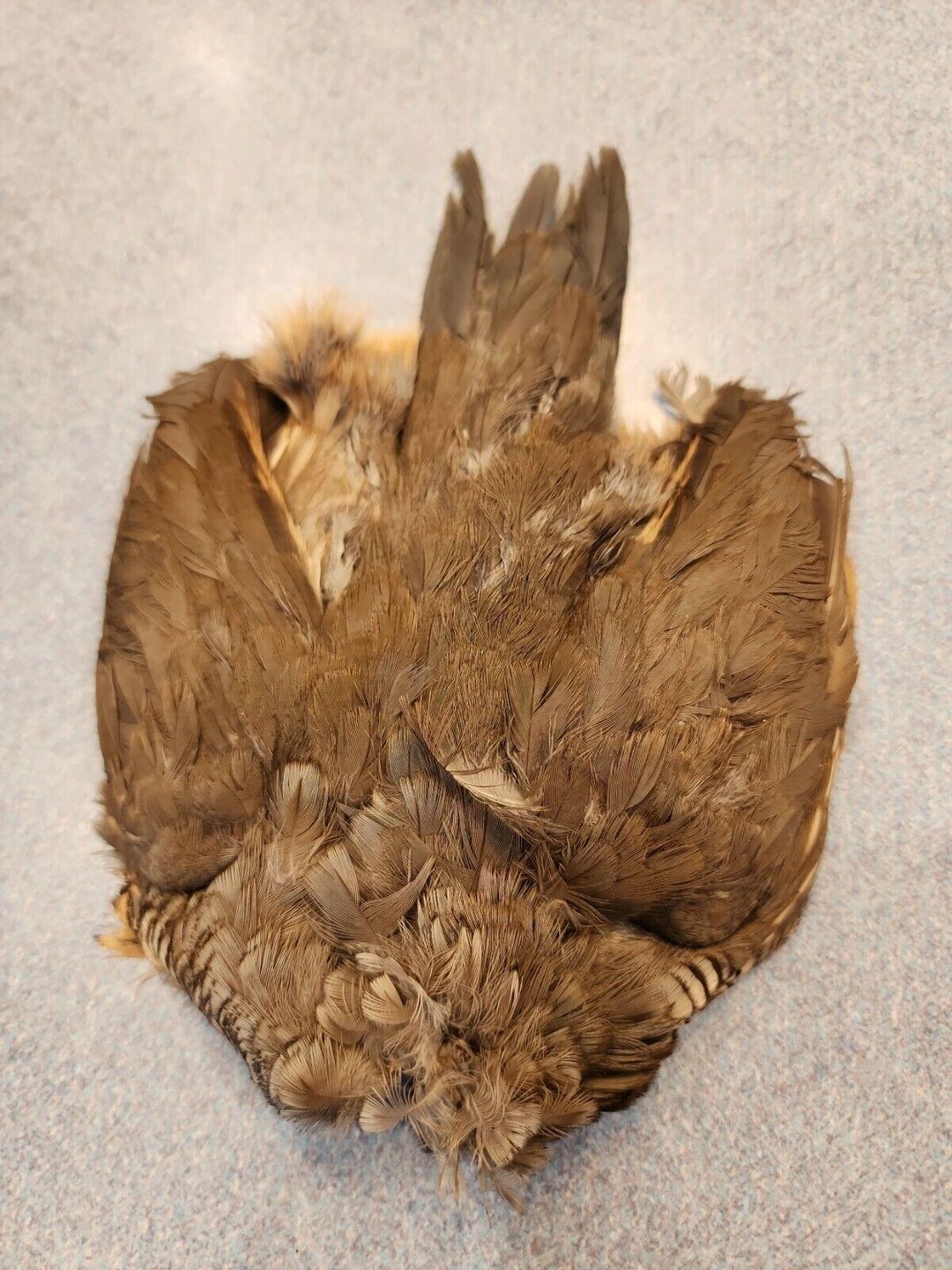 WA30 Valley Quail Pelt Hide Skin Feathers - Etsy