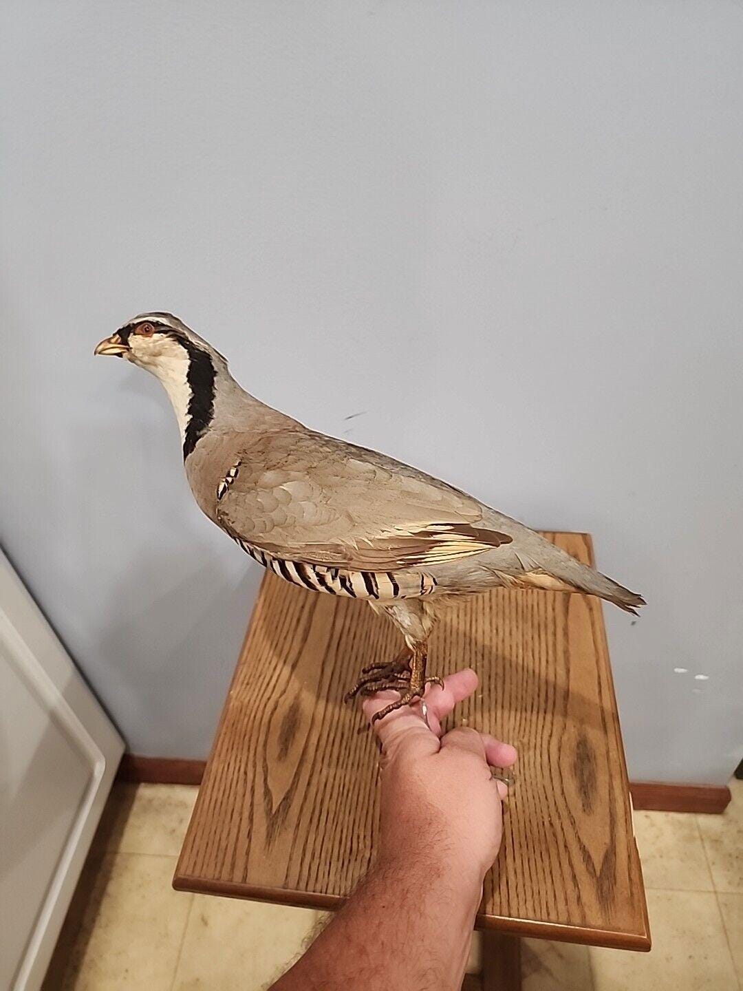 N98 Chukar Partridge Bird Mount Taxidermy - Etsy