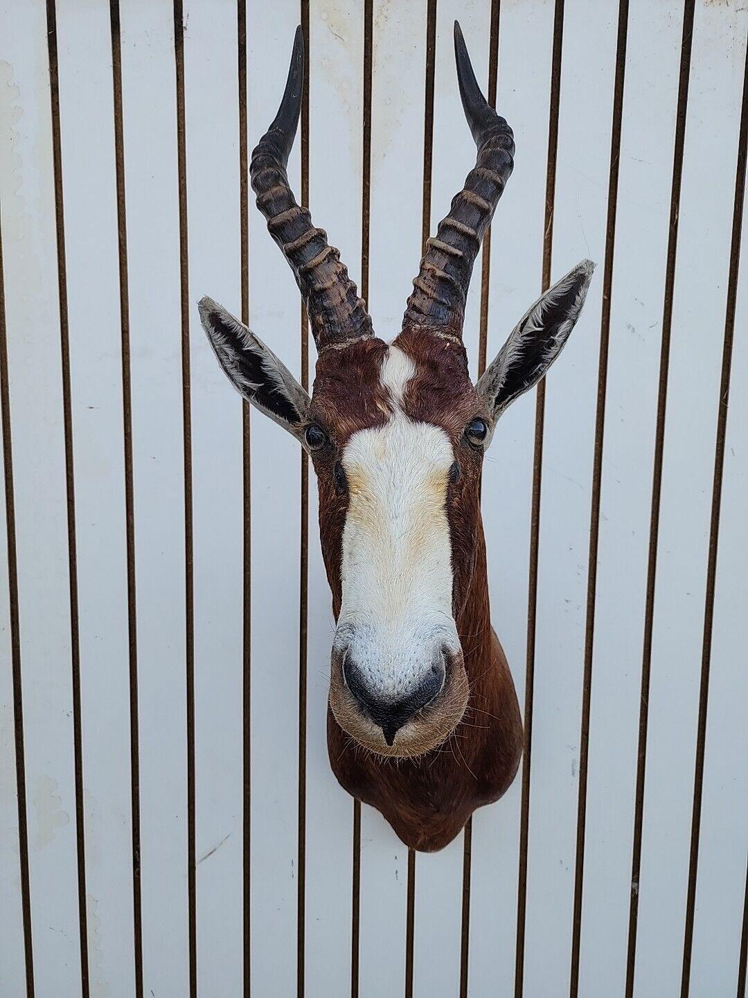 JV36 African Blesbok Head Shoulder Mount Taxidermy - Etsy