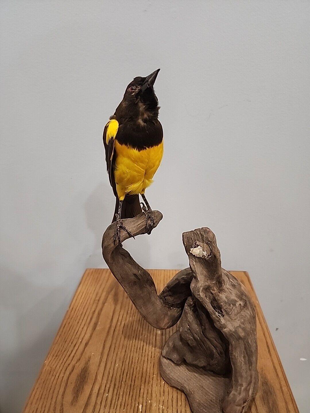 F55 Brown and Yellow Marshbird pseudoleistes Virescens Bird Mount ...