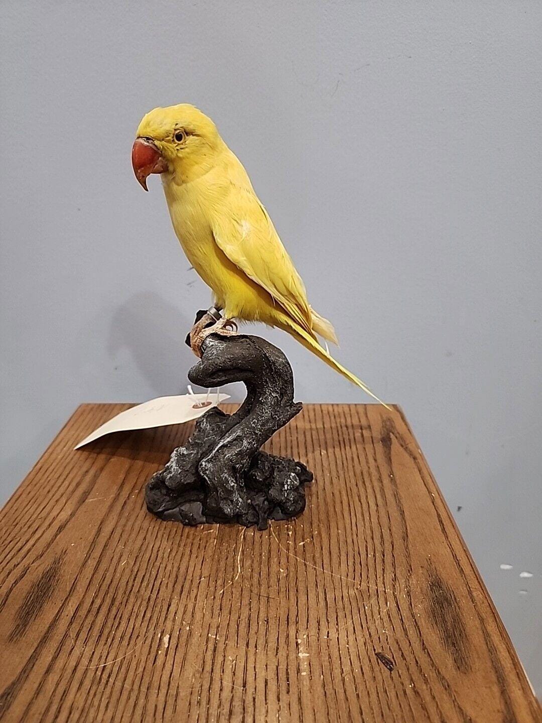 N47 Pen Raised Rose Ringed Parrot Parakeet Mount Taxidermy - Etsy