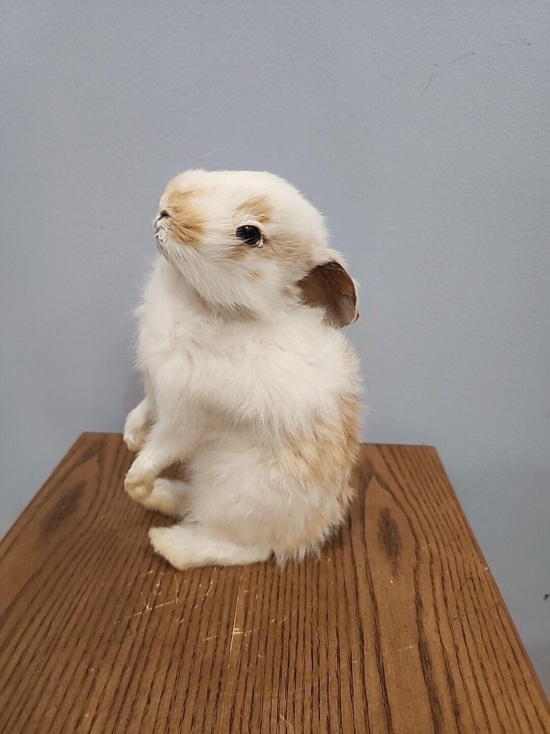 F43 Tan White Bunny Rabbit Mount Taxidermy - Etsy