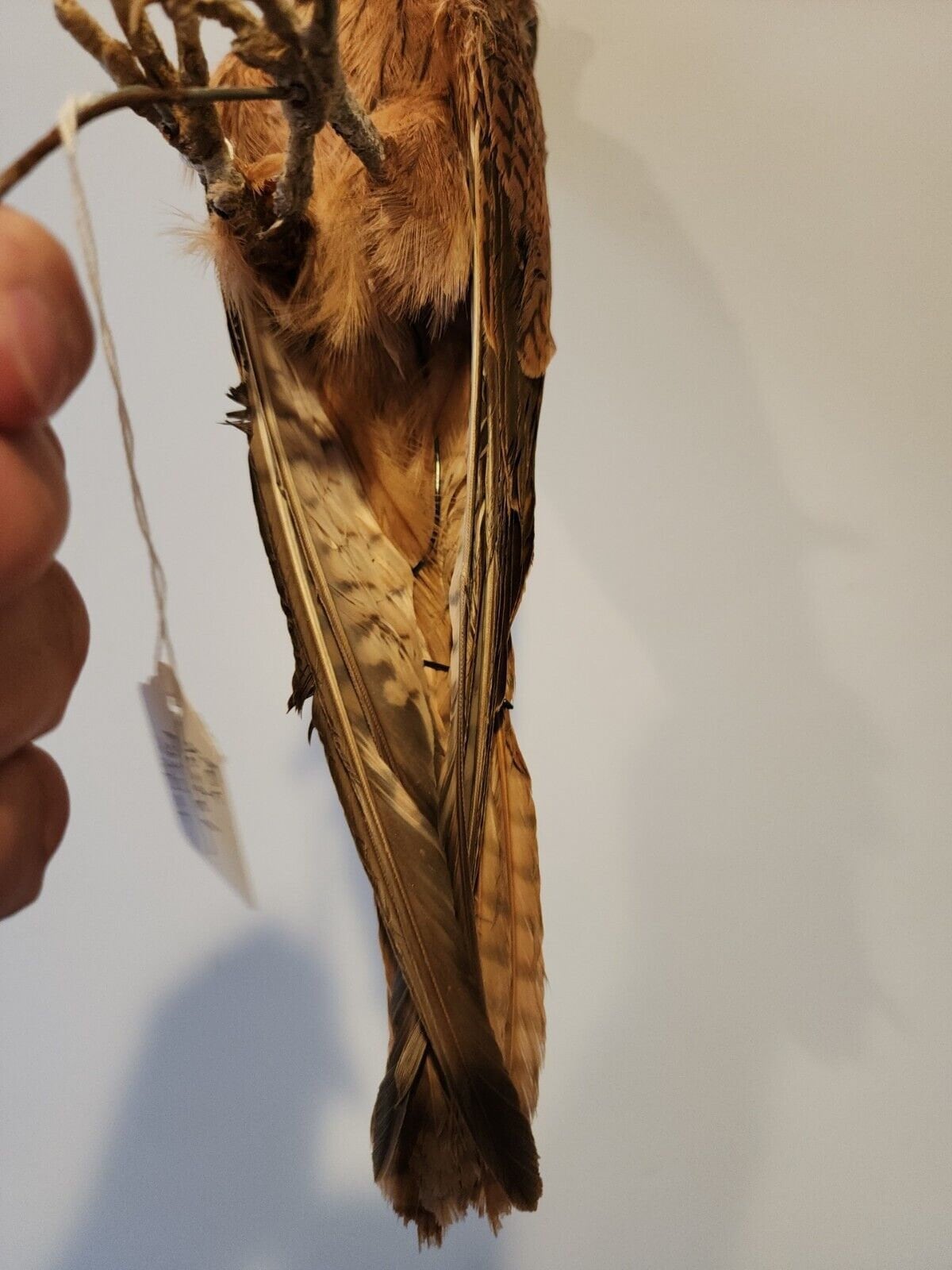 ALL1 VTG Fox Kestrel (falco Alopex) Mount Taxidermy - Etsy Norway