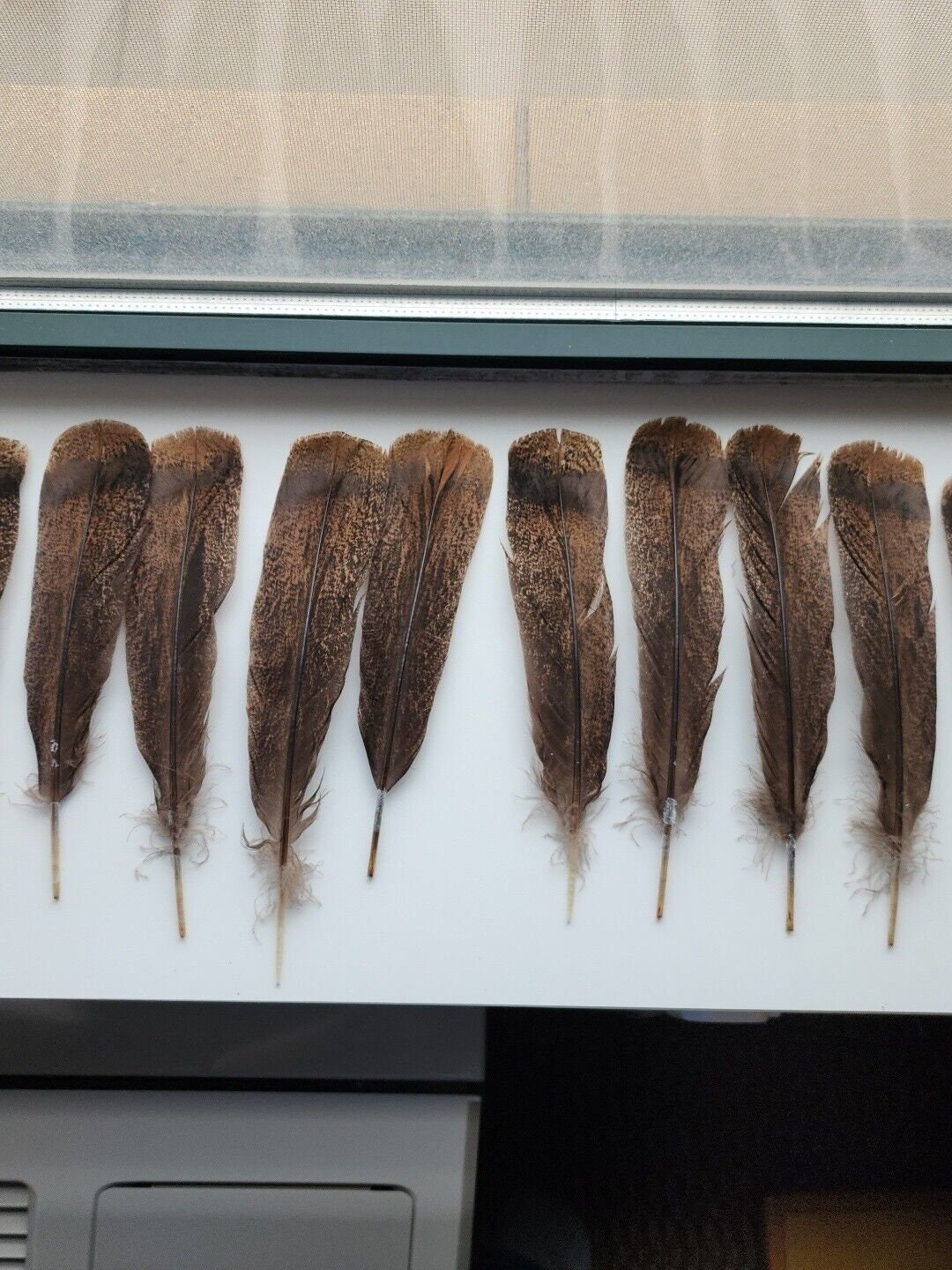 RD19 Lot of 14 Hybrid Mottled Turkey Tail Feather - Etsy