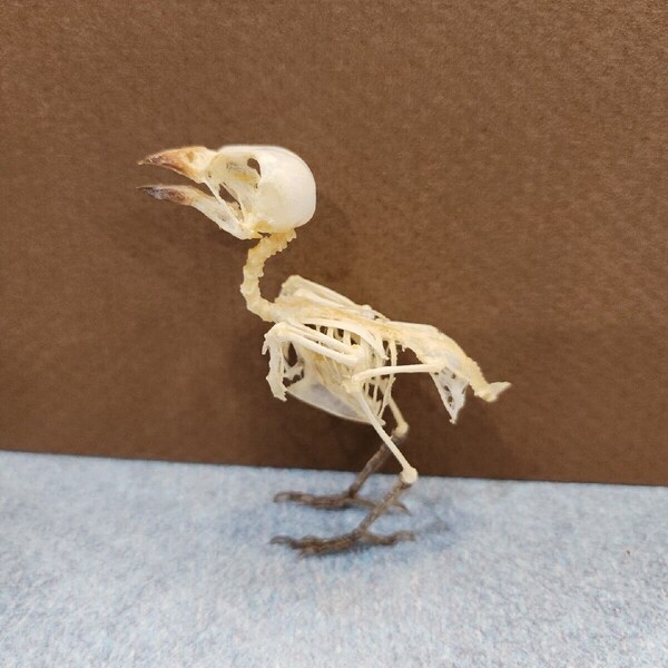 Bird Skeleton - Etsy