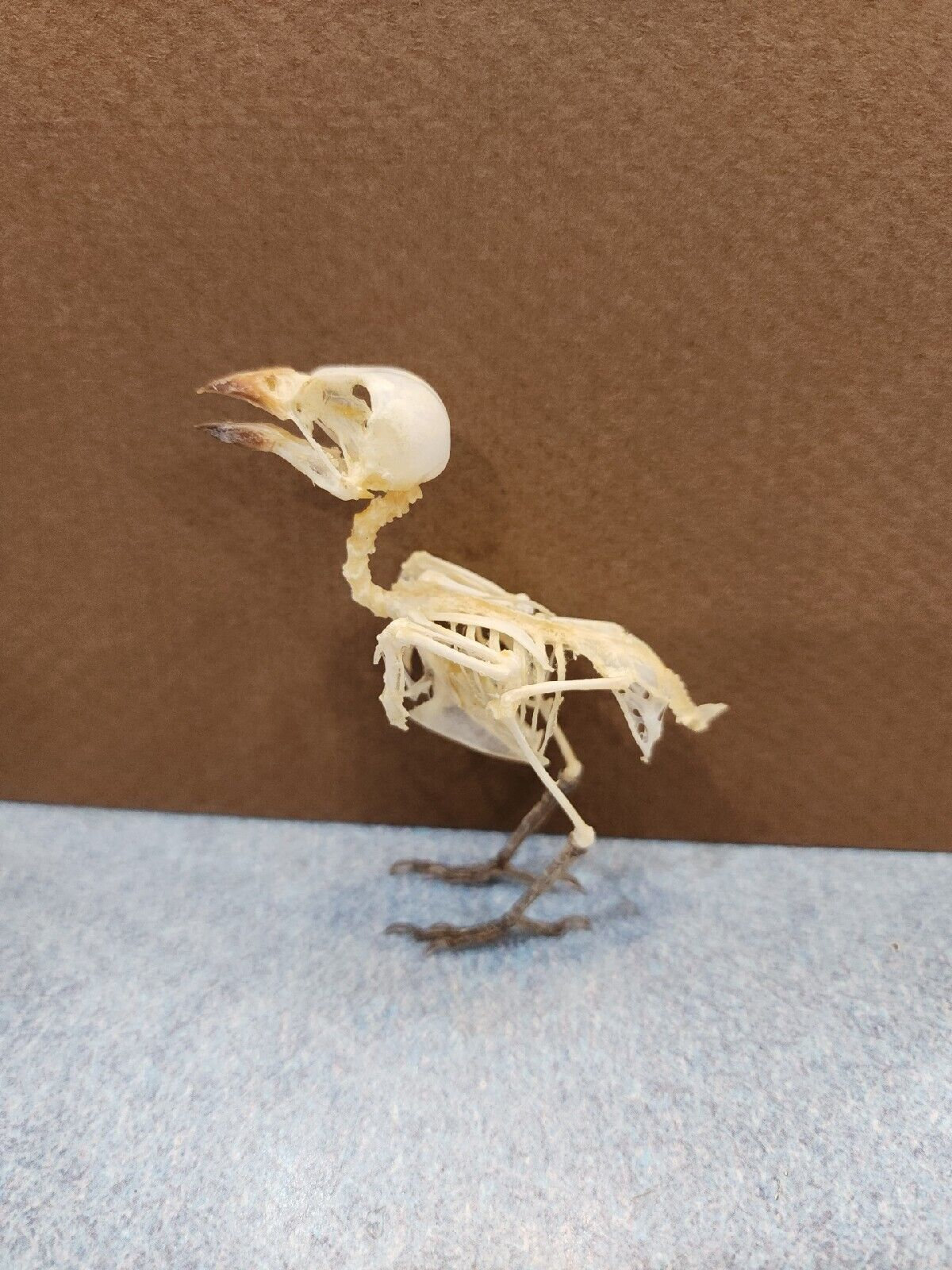 Sparrow Skeleton