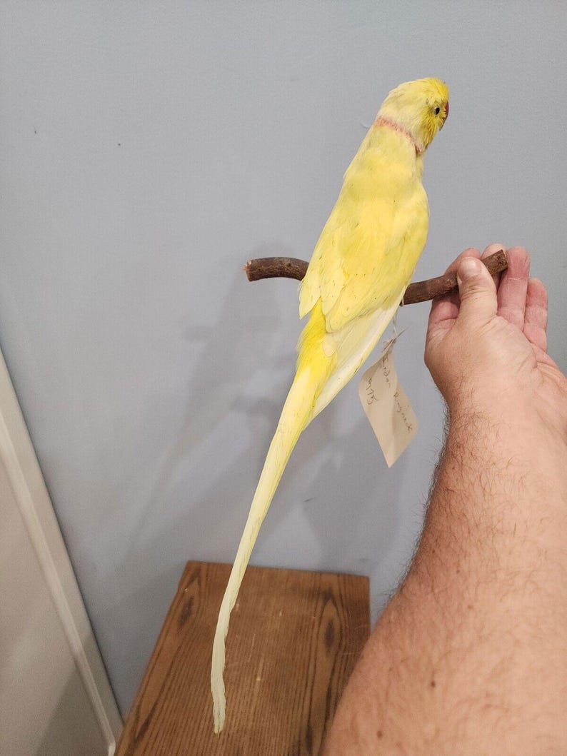 N99 Pen Raised Indian Ringneck Parrot Parakeet Mount Taxidermy - Etsy
