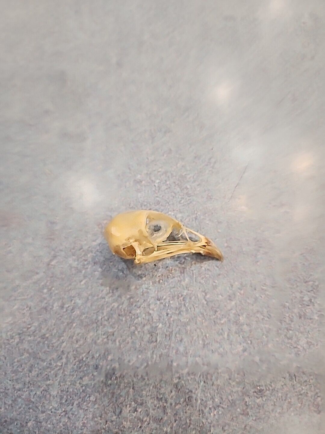 NK61 Golden Pheasant Bird Skull Taxidermy - Etsy