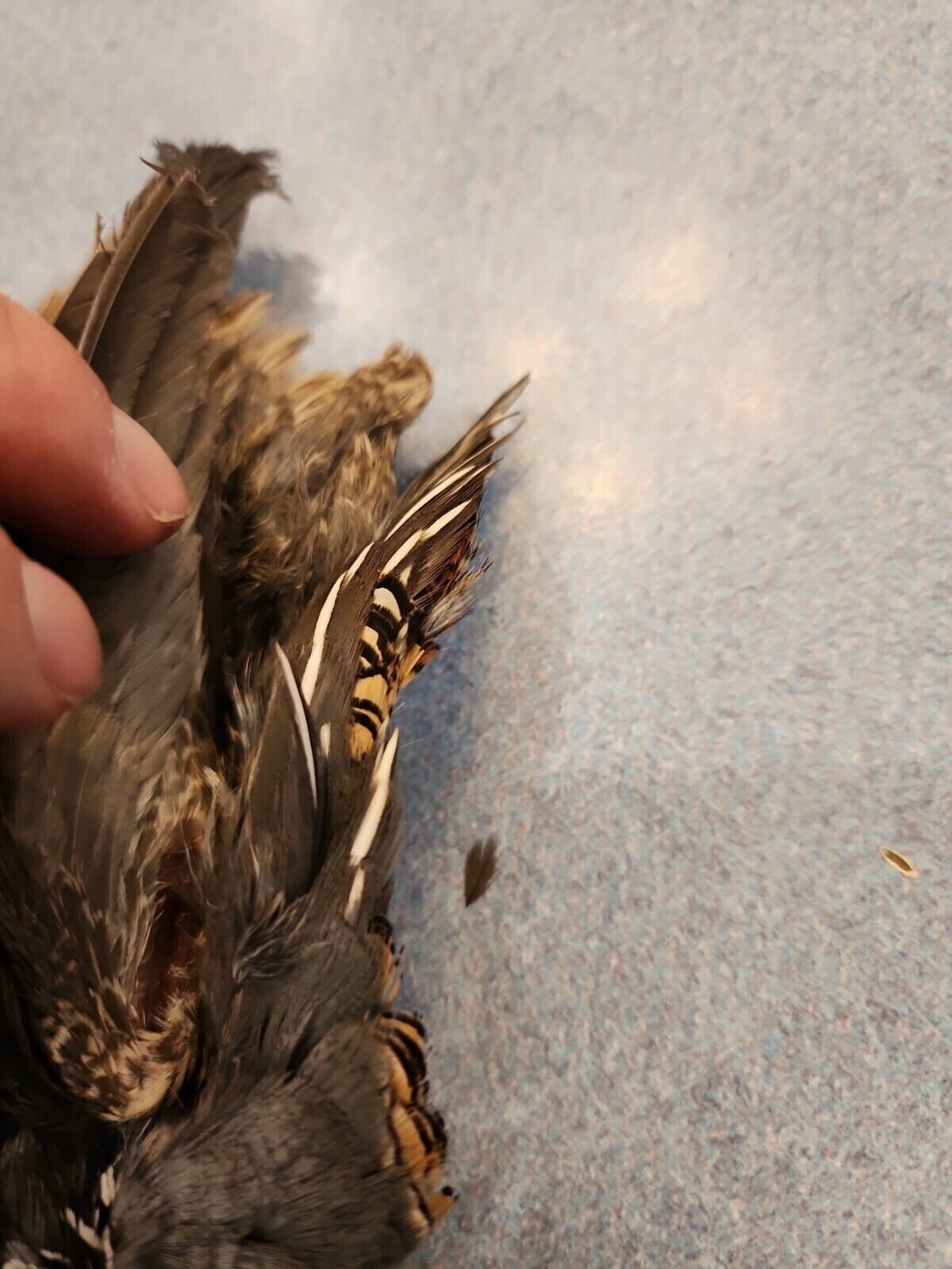 WA41 Valley Quail Pelt Hide Skin Feathers - Etsy