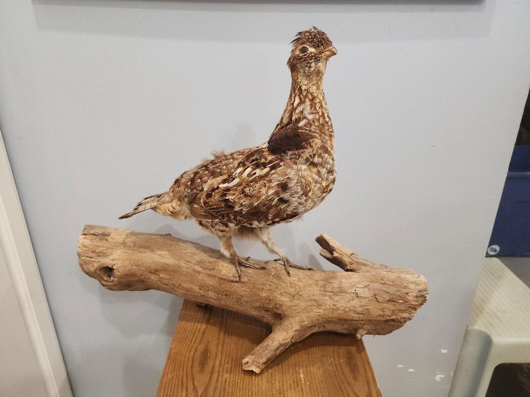 JV65 Ruffed Grouse Mount Taxidermy - Etsy