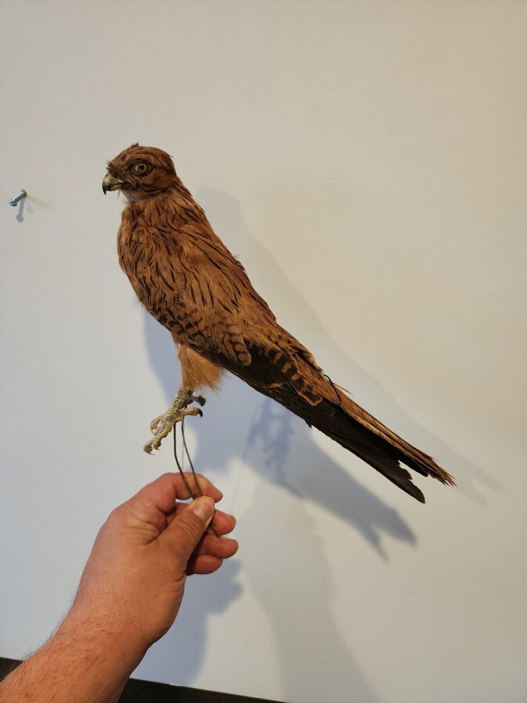 ALL1 VTG Fox Kestrel (falco Alopex) Mount Taxidermy - Etsy Norway