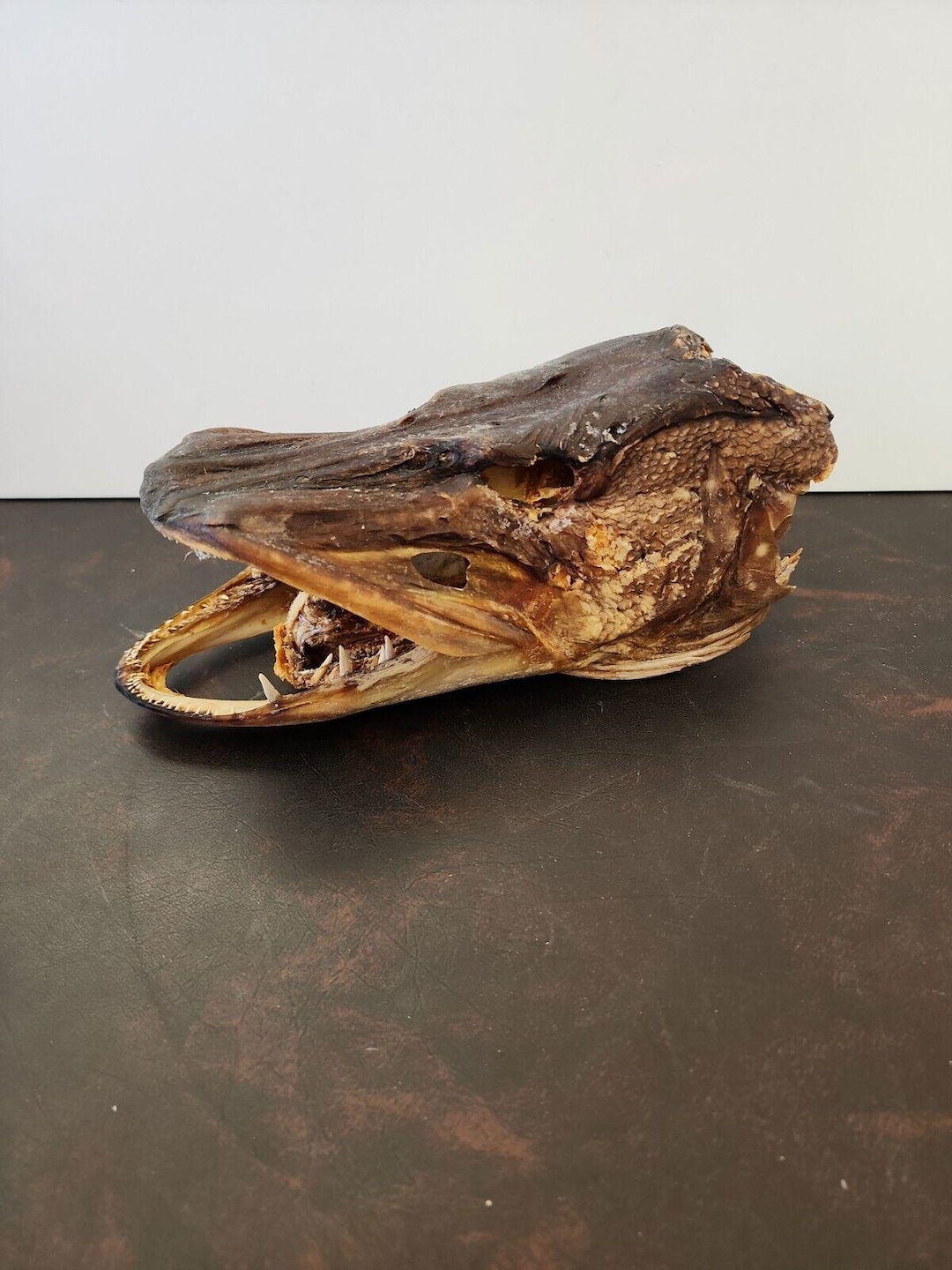 AR25 Northern Pike Fish Head Shoulder Mount Taxidermy - Etsy