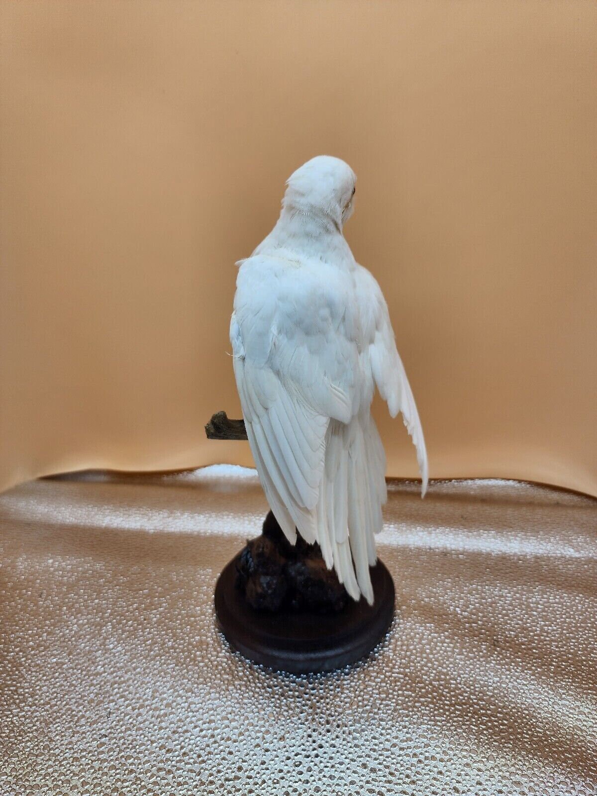 White Parrot Bird Mount Taxidermy - Etsy