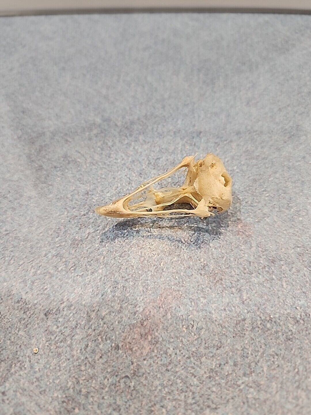 NK22 Golden Pheasant Bird Skull Taxidermy - Etsy